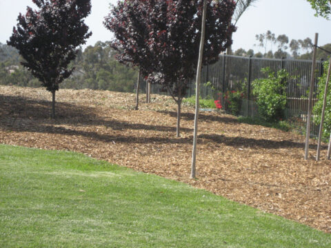 Free Mulch | San Diego Tree Care